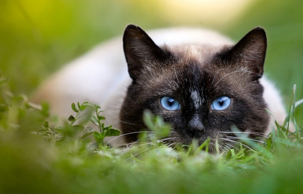 101 noms de chats en jeu de mots qui vont vous faire rire Dans 2026 ...