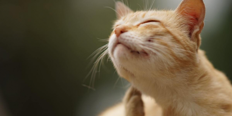 Comment se débarrasser des puces sur votre chat ? - Cats.com