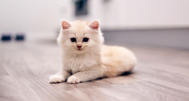 Comment se débarrasser des puces sur votre chat ? - Cats.com