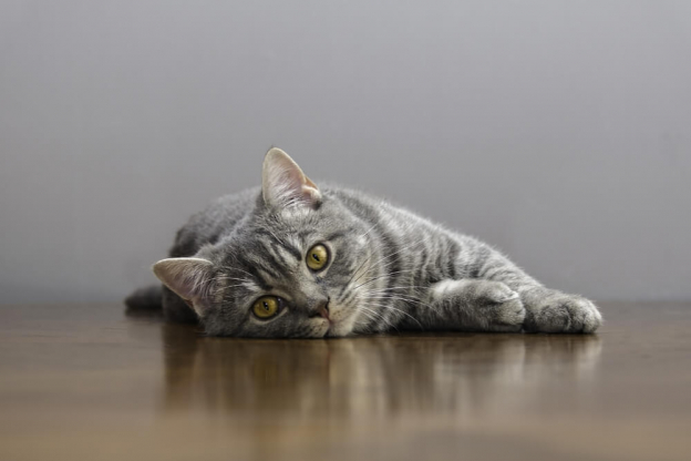 Sida félin : causes, symptômes et traitement - Cats.com