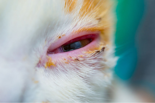 Conjonctivite chez le chat : causes, symptômes et traitement - Cats.com