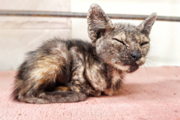 La gale chez le chat : causes, symptômes et traitement - Cats.com
