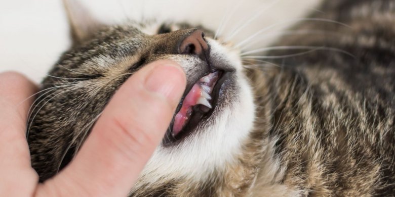 Gingivite féline : causes, symptômes et traitement 2026 - Cats.com