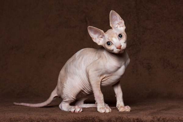 12 races de chats aux adorables grandes oreilles - Cats.com