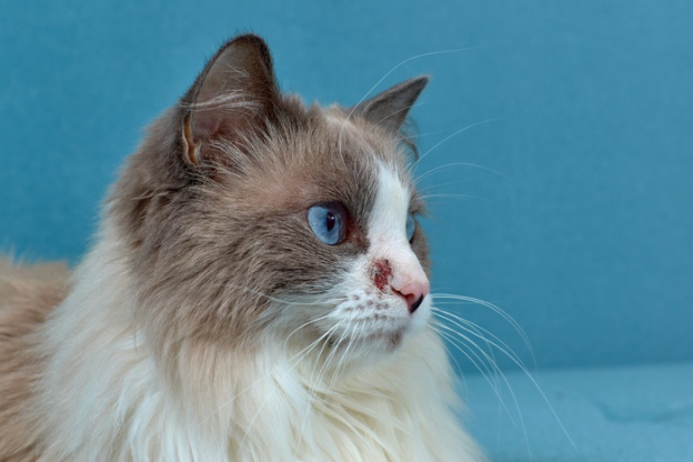 Allergies chez les chats : causes, symptômes et traitements - Cats.com