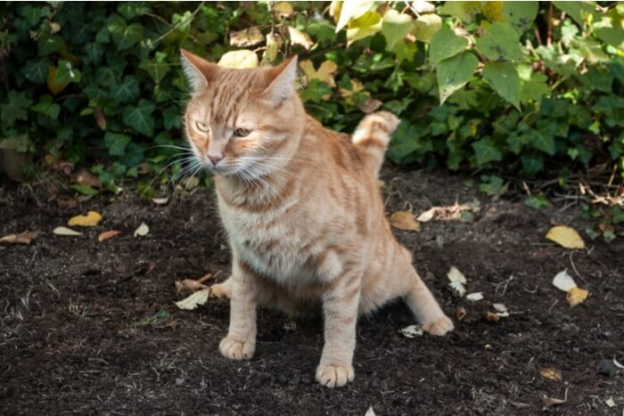 Sang dans l'urine du chat (hématurie) : causes, symptômes et traitement ...