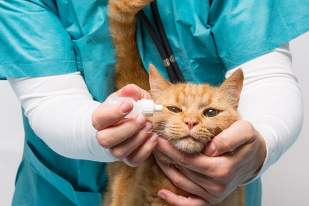 Yeux de chat qui pleurent : causes, symptômes et traitement - Cats.com