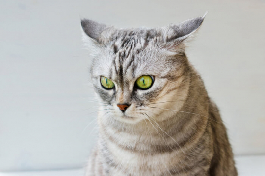 Écoulement auriculaire chez le chat : causes, symptômes et traitement ...