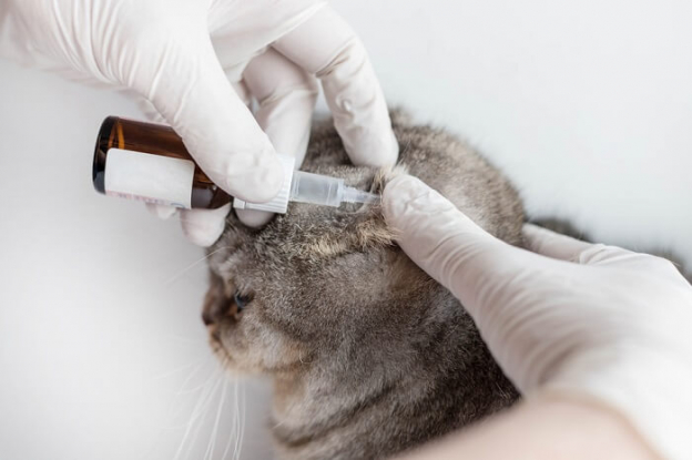 Infection de l'oreille du chat : causes, symptômes et traitement - Cats.com