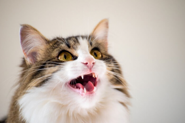 Miaulements excessifs chez les chats expliqués (causes et solutions ...