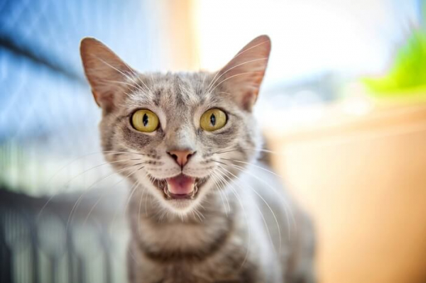 Miaulements excessifs chez les chats expliqués (causes et solutions ...