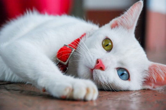 Quand les chatons ouvrent-ils les yeux ? - Cats.com