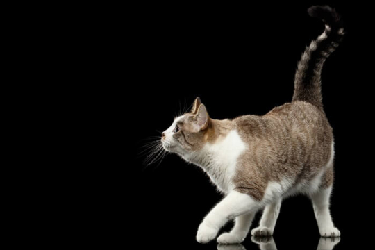 Le guide ultime du langage de la queue du chat et de ses significations ...