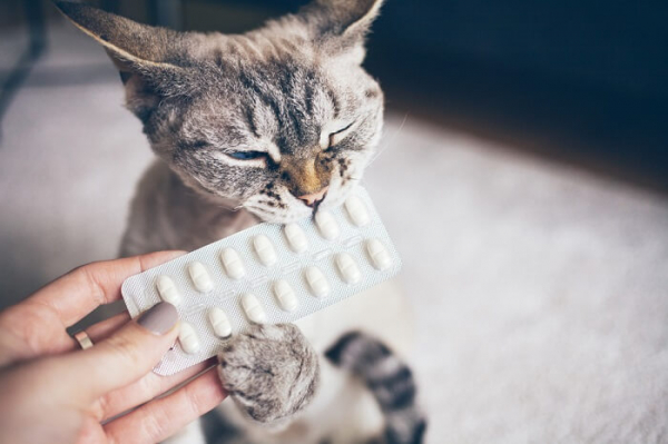 Pourquoi les excréments de mon chat sentent-ils si mauvais ? Comment y ...