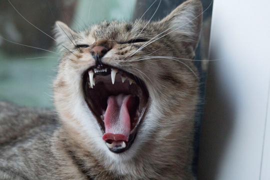 Maladie dentaire chez le chat : causes, symptômes et traitement - Cats.com