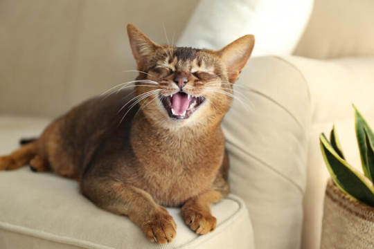 Maladie dentaire chez le chat : causes, symptômes et traitement - Cats.com