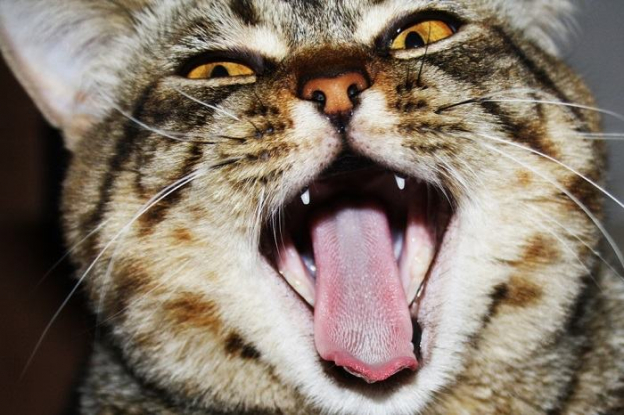 10 faits peu connus sur la langue des chats - Cats.com