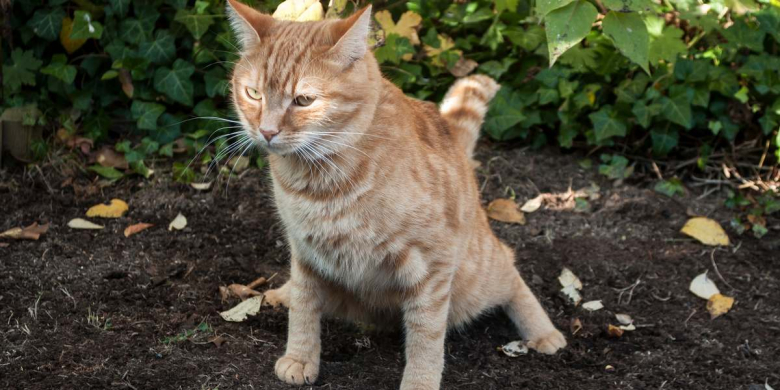Tableau des selles de chat approuvé par les vétérinaires : comprenez ...