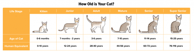 Quel âge a mon chat en années humaines ? (Tableau et calculateur d'âge ...
