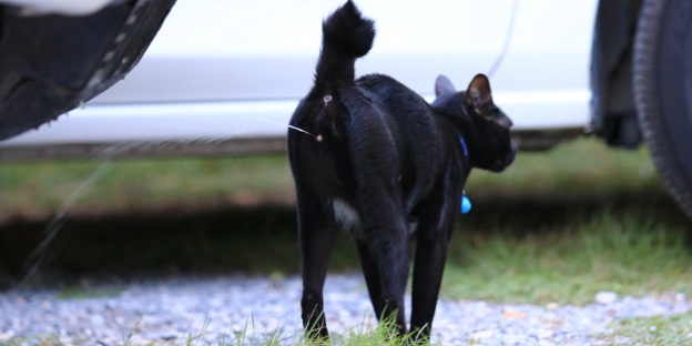 Le guide ultime sur l'urine de chat - Cats.com