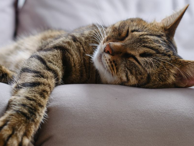 Les 8 positions de sommeil les plus courantes des chats et leur ...
