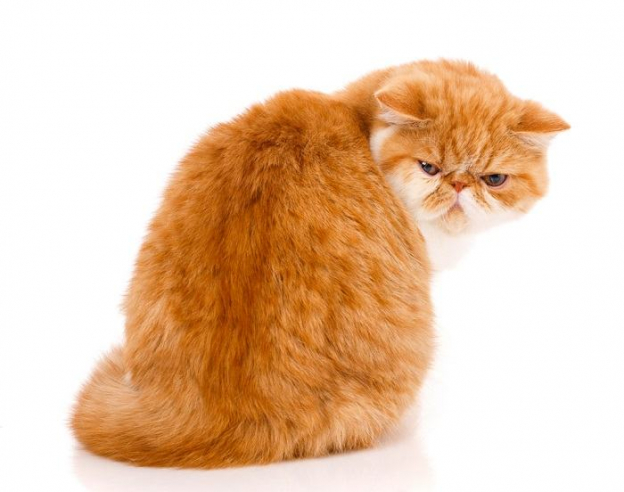 8 Magnifiques races de chats orange qui font d'excellents animaux de ...