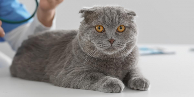 Pimobendane pour chats : présentation, posologie et effets secondaires ...