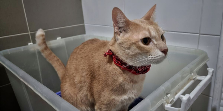 Le guide ultime sur l'urine de chat - Cats.com