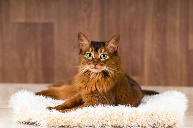 8 Magnifiques races de chats orange qui font d'excellents animaux de ...
