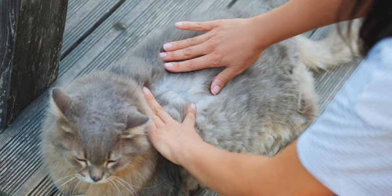 Terre de diatomée pour chats : présentation, dosage et effets ...
