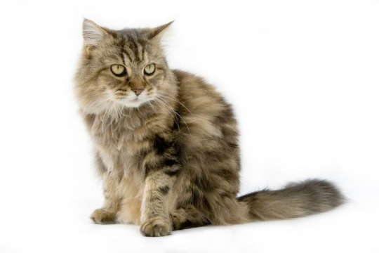 Les 10 races de chats bruns les plus populaires - Cats.com