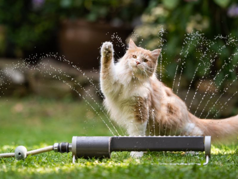 Chat Birman (Sacré de Birmanie): Caractéristiques, personnalité et ...
