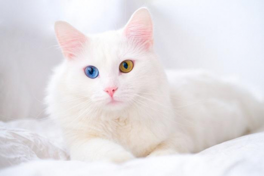 Les 7 types de couleurs d'yeux chez les chats. (Avec images) - Cats.com