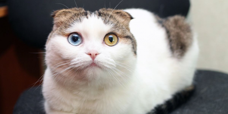 Les 7 types de couleurs d'yeux chez les chats. (Avec images) - Cats.com