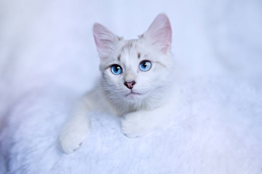 Les 7 types de couleurs d'yeux chez les chats. (Avec images) - Cats.com