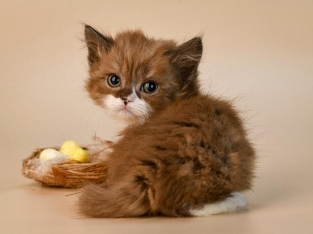 Les 10 races de chats bruns les plus populaires - Cats.com