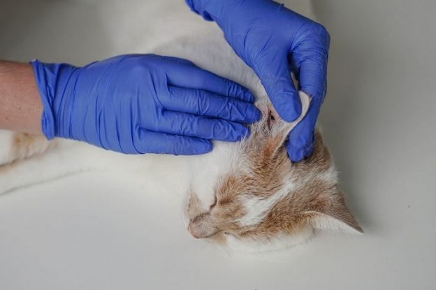 11 signes qu’il faut amener votre chat aux urgences - Cats.com