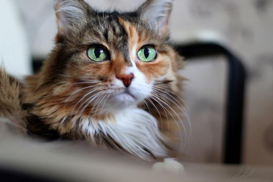 Les 7 types de couleurs d'yeux chez les chats. (Avec images) - Cats.com