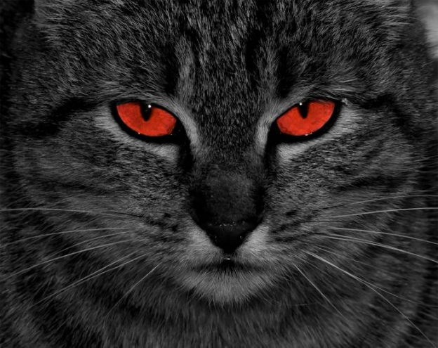 Les 7 types de couleurs d'yeux chez les chats. (Avec images) - Cats.com