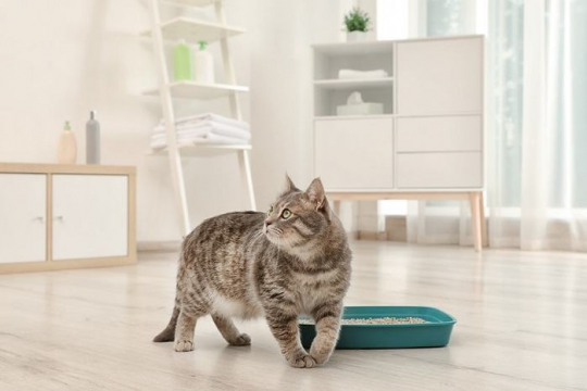 Tableau des selles de chat approuvé par les vétérinaires : comprenez ...