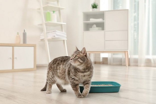 Le guide ultime sur l'urine de chat - Cats.com