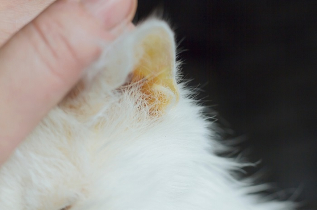 Jaunisse (ictère) chez le chat : causes, symptômes et traitement - Cats.com