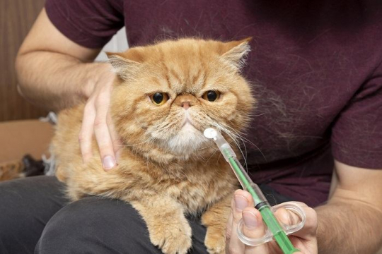 Comment se débarrasser des puces sur votre chat ? - Cats.com