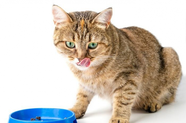 Laxatone (Vaseline blanche) pour chats : Présentation, Posologie et ...
