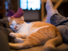 Les 8 positions de sommeil les plus courantes des chats et leur ...