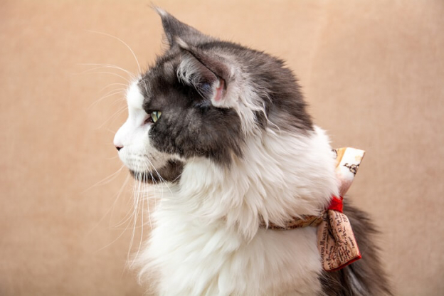 Écoulement auriculaire chez le chat : causes, symptômes et traitement ...
