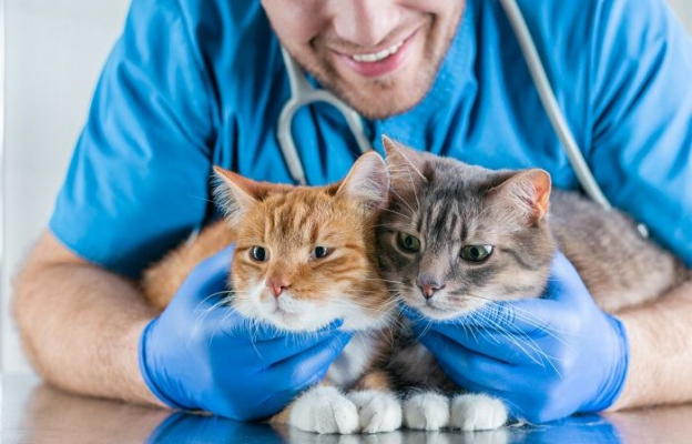 Terre de diatomée pour chats : présentation, dosage et effets ...