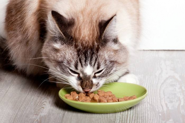 Capromoréline (Elura) pour chats : posologie, sécurité et effets ...