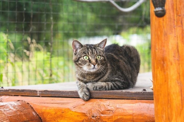 Les 7 types de couleurs d'yeux chez les chats. (Avec images) - Cats.com