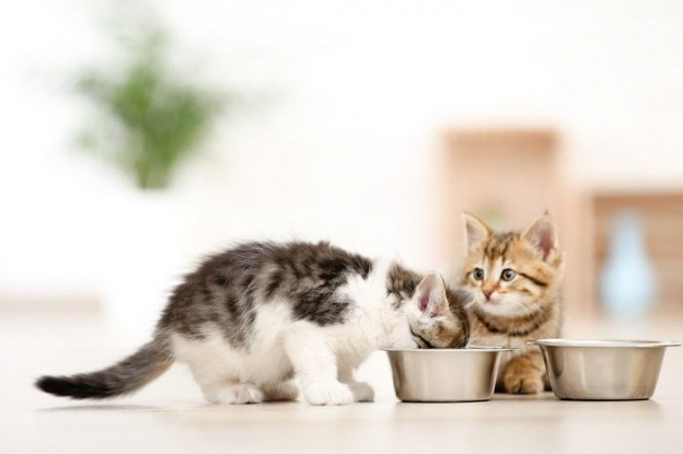 Quand les chatons ouvrent-ils les yeux ? - Cats.com